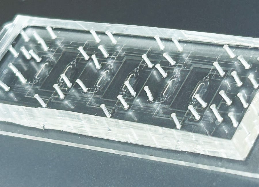 Bodies on a Chip - NYU Abu Dhabi