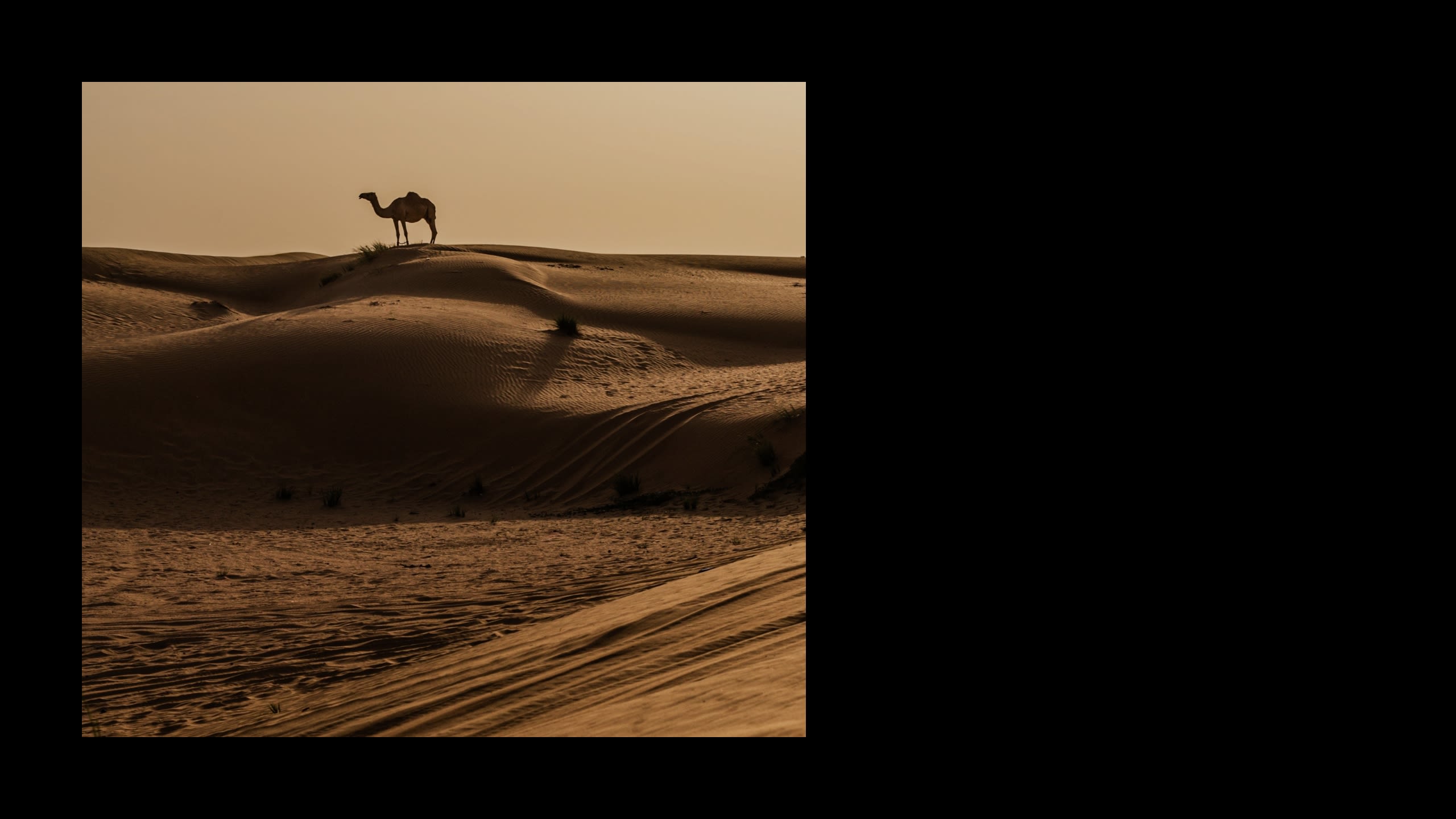 Uncovering the Secrets of the Gulf Ecosystem - NYU Abu Dhabi