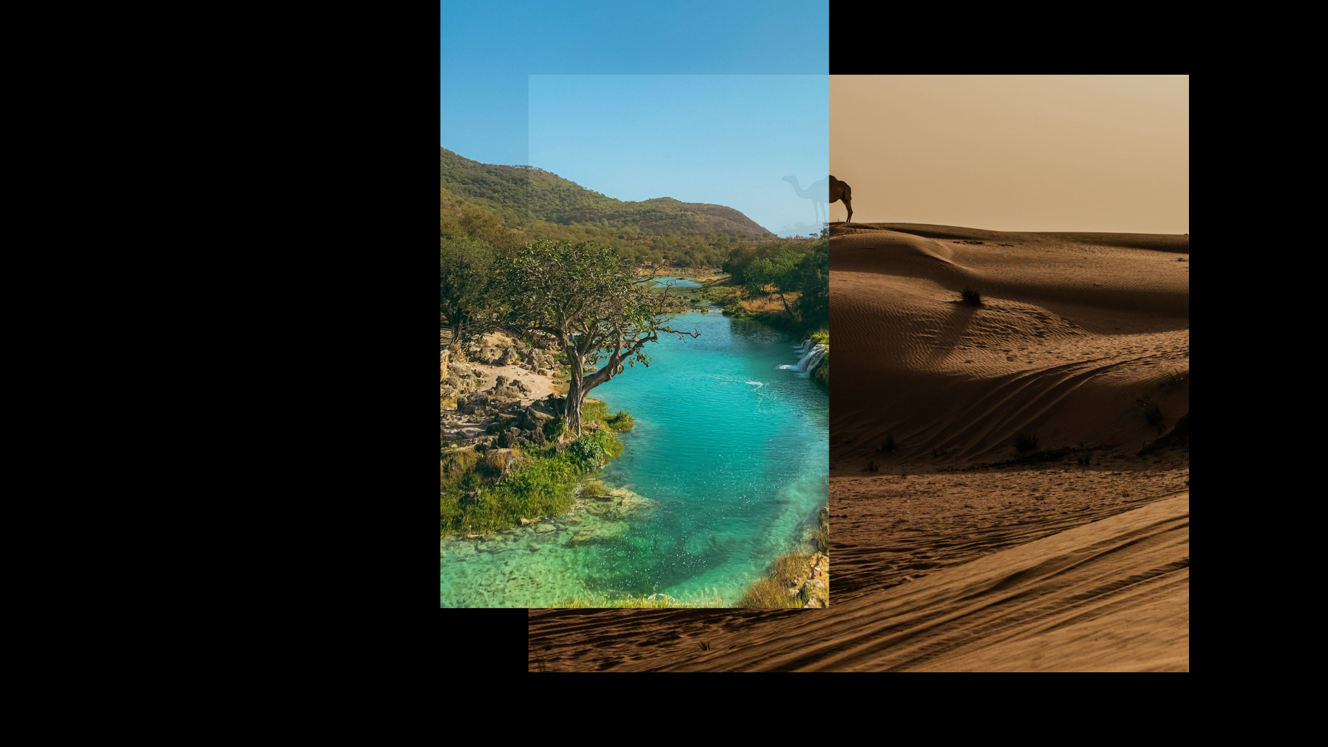 Uncovering the Secrets of the Gulf Ecosystem - NYU Abu Dhabi